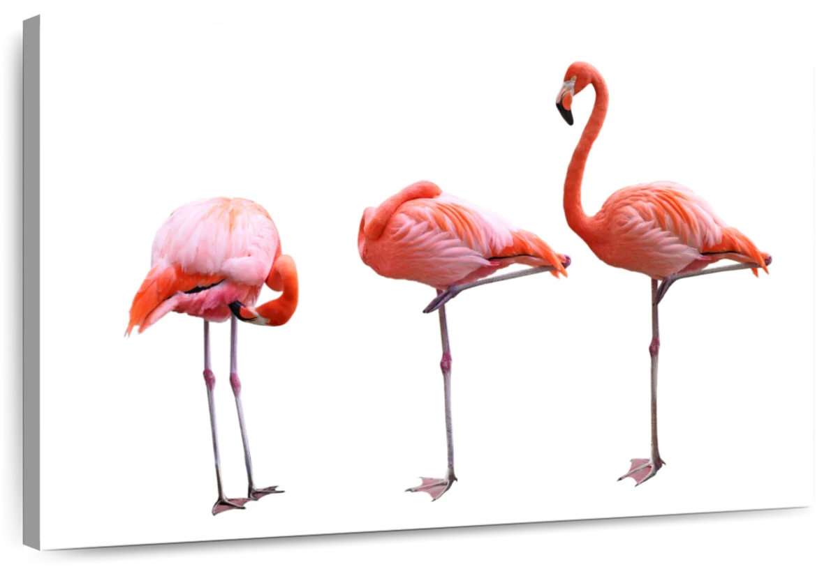 Ebern Designs Brampt Pink Flamingo Trio | Wayfair