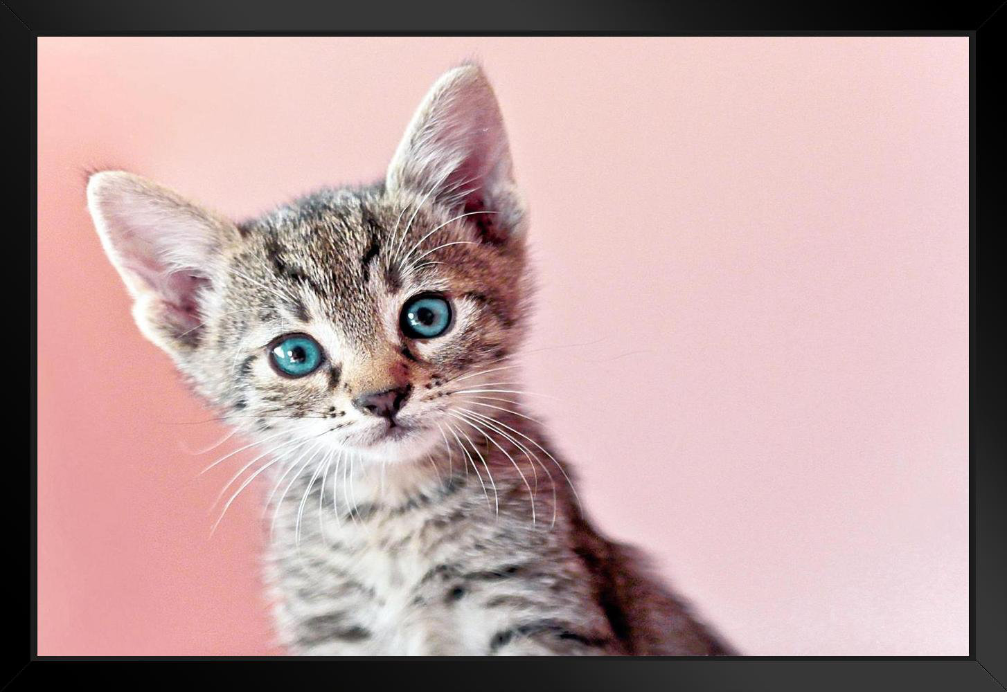 Latitude Run® " Cute Baby Kitty Kitten Posing For Camera Photo Baby ...