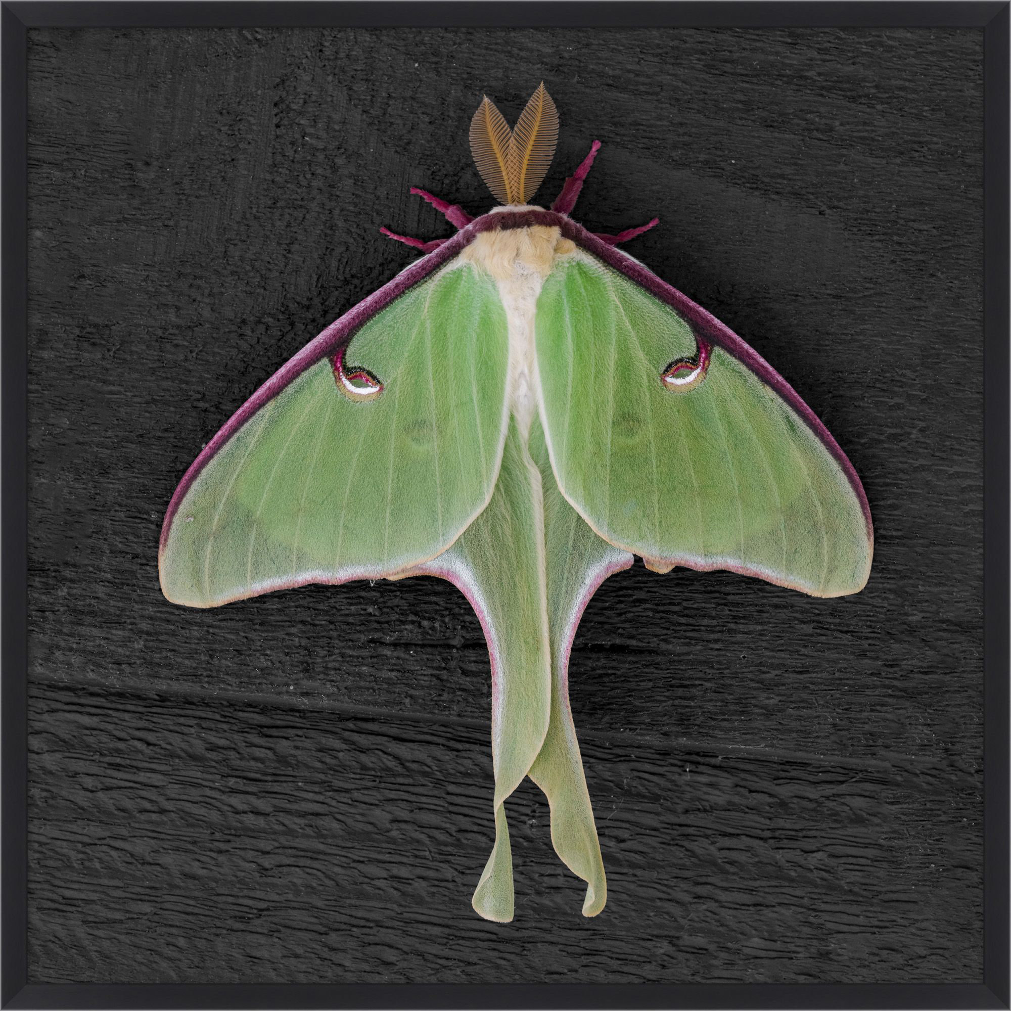 Wendover Art Group Regal Moth 3 | Wayfair