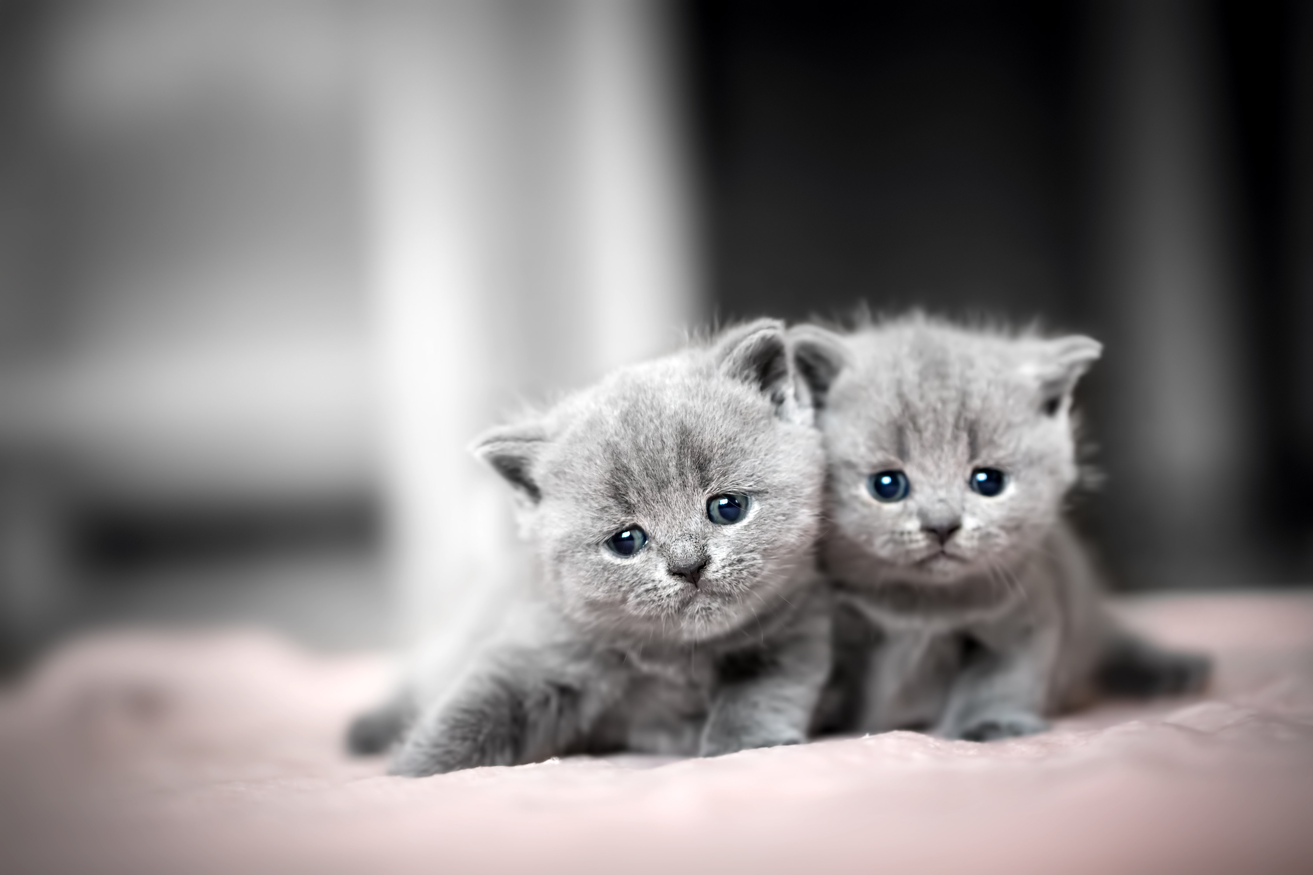 cute kittens