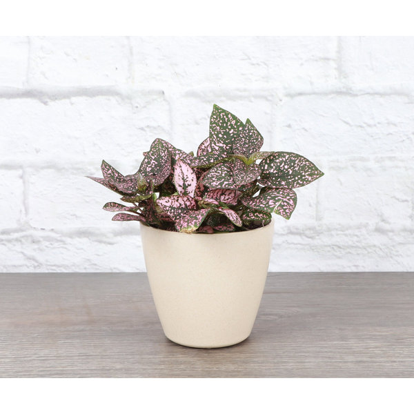 Thorsen's Greenhouse Live Pink Splash Plant in Biodegradable Pot ...