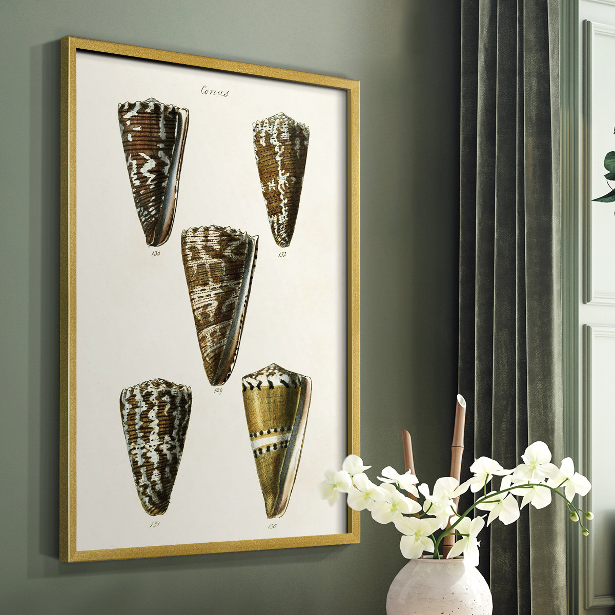 Highland Dunes Cone Shell Collection V Framed Print - Solid Wood | Wayfair
