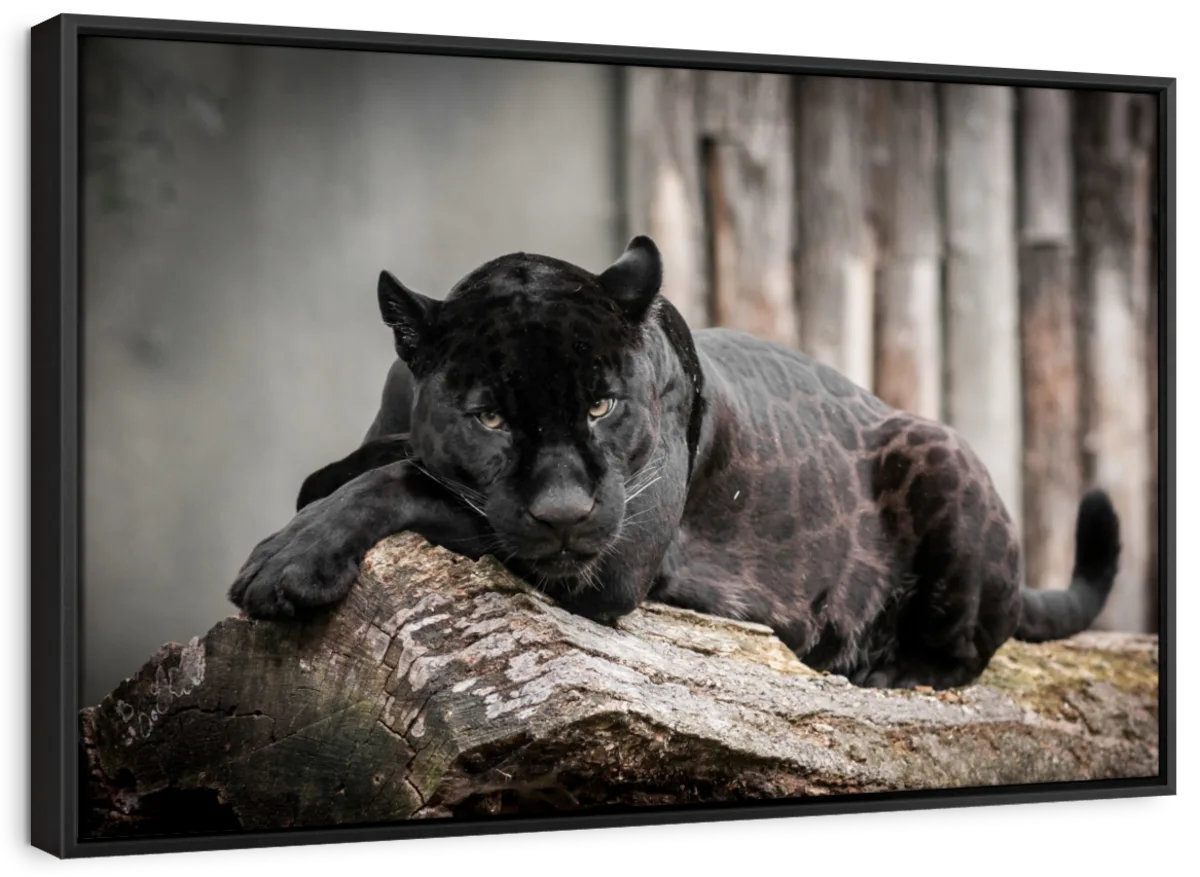 Latitude Run® Animal " Lounging Black Panther Canvas Print " | Wayfair
