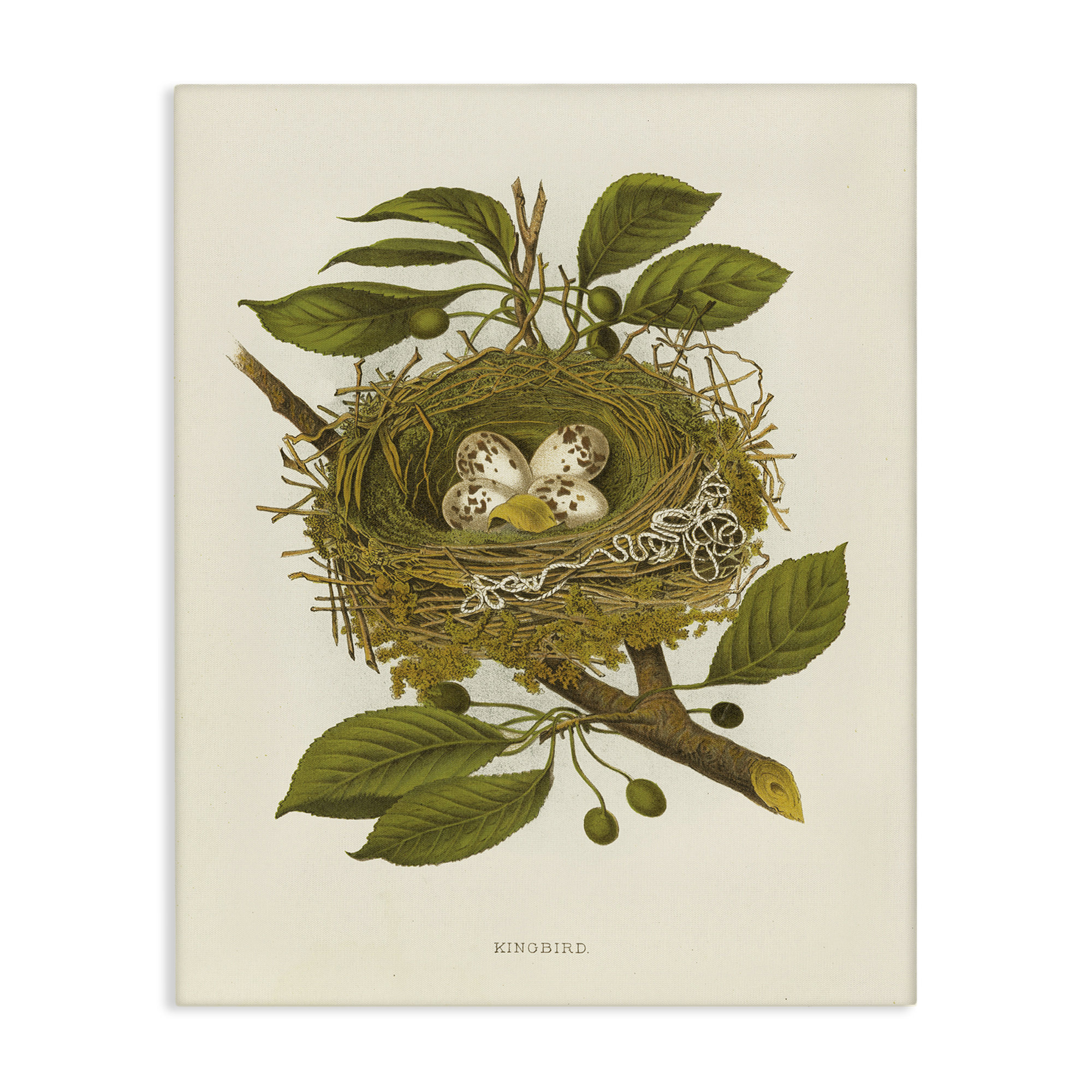 August Grove® Birdnest with Spotted Eggs Canvas Wall Art by Tina ...