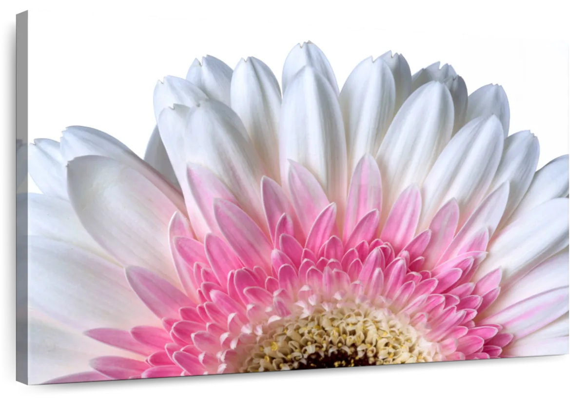 Lark Manor™ Harnek Pink Flower Petals | Wayfair