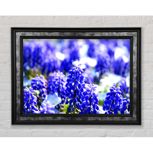 Bright Star Grape Hyacinths - Single Picture Frame Print | Wayfair.co.uk