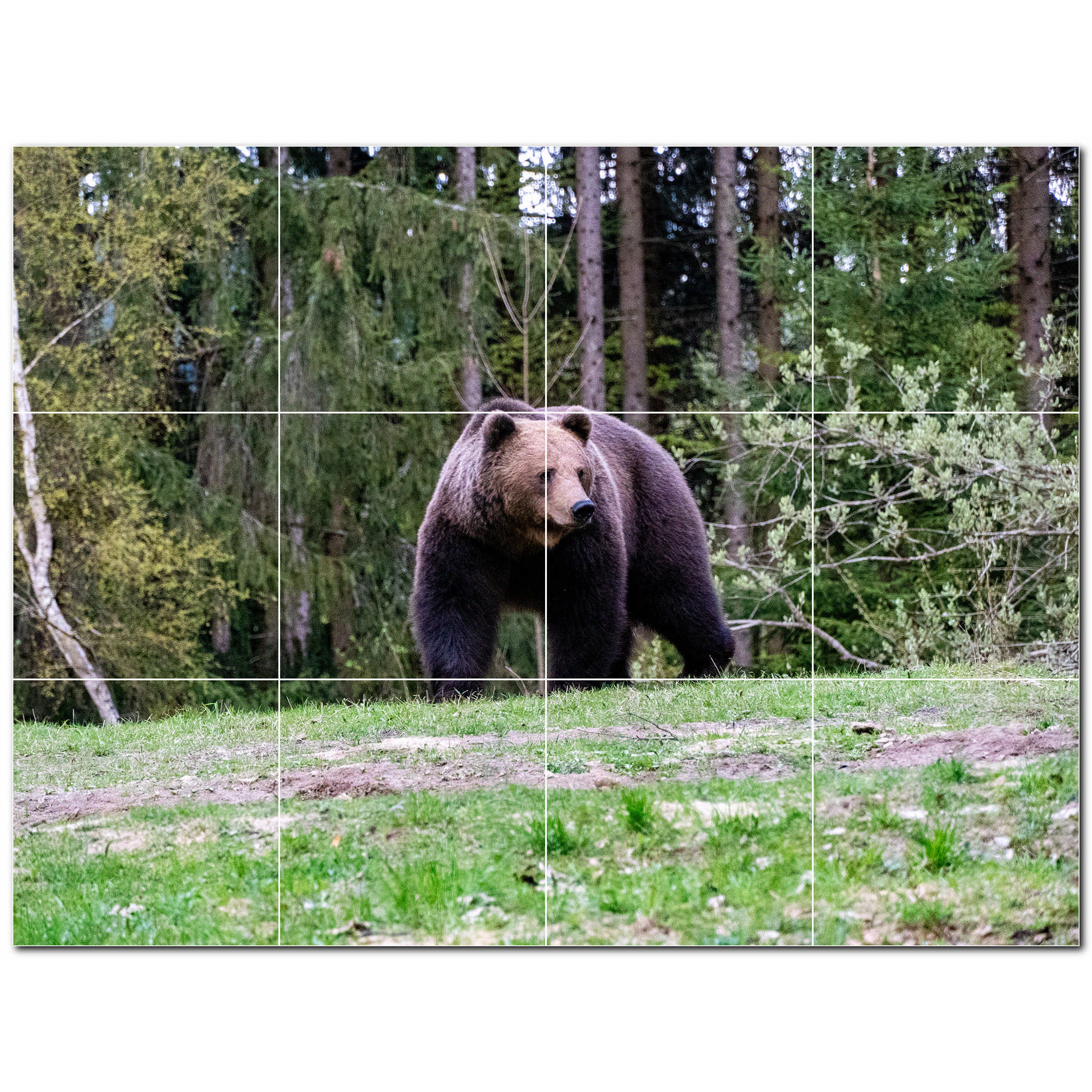 Picture-Tiles.com 32" x 24" Ceramic Bear Photo Decorative Mural Tile ...