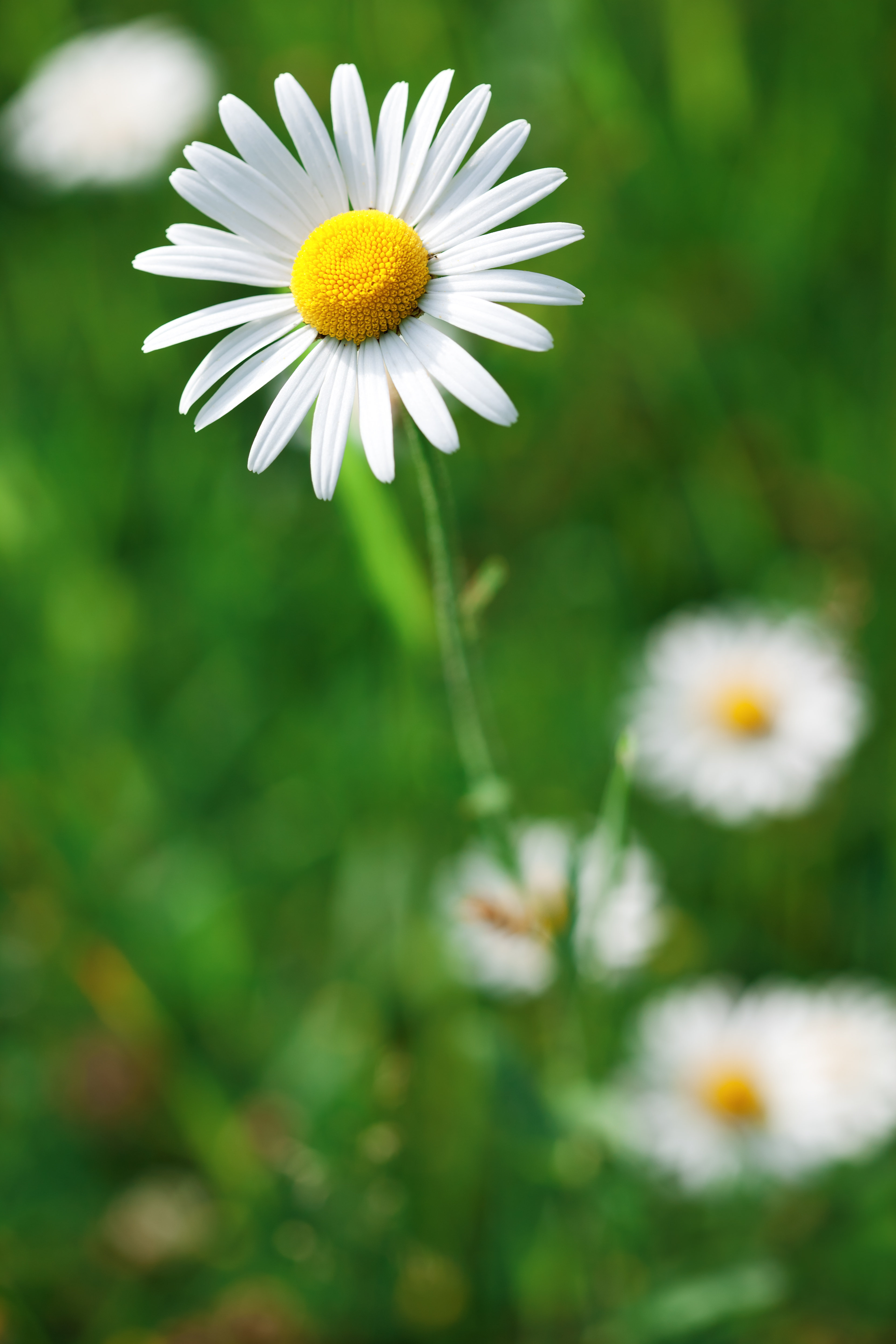 Latitude Run® Daisy by Borchee | Wayfair