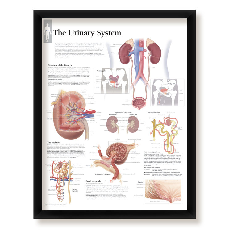 Trinx Framed Medical Poster The Urinary System 22"X28" Wall Diagram ...
