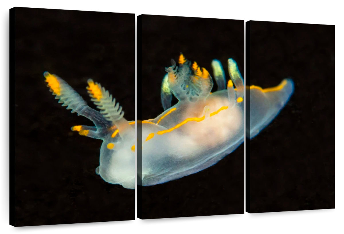 Ebern Designs Sea Slug In Dark Waters - Wayfair Canada
