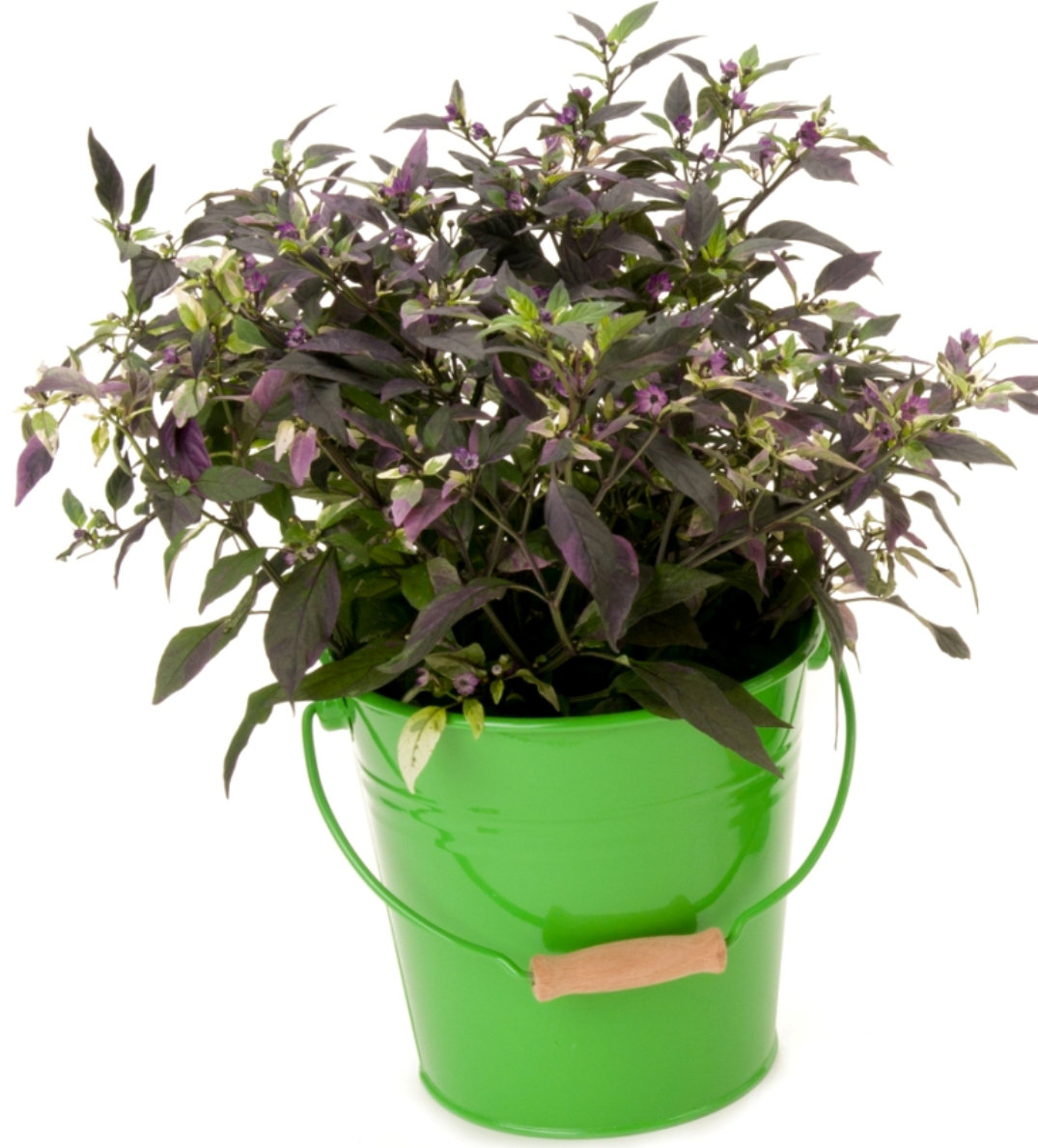 August Grove® Metal Bucket & Reviews | Wayfair