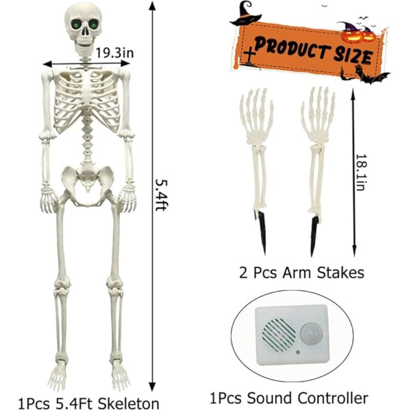 The Holiday Aisle® 5.4Ft Halloween Skeleton, Full Size Posable Skeleton ...