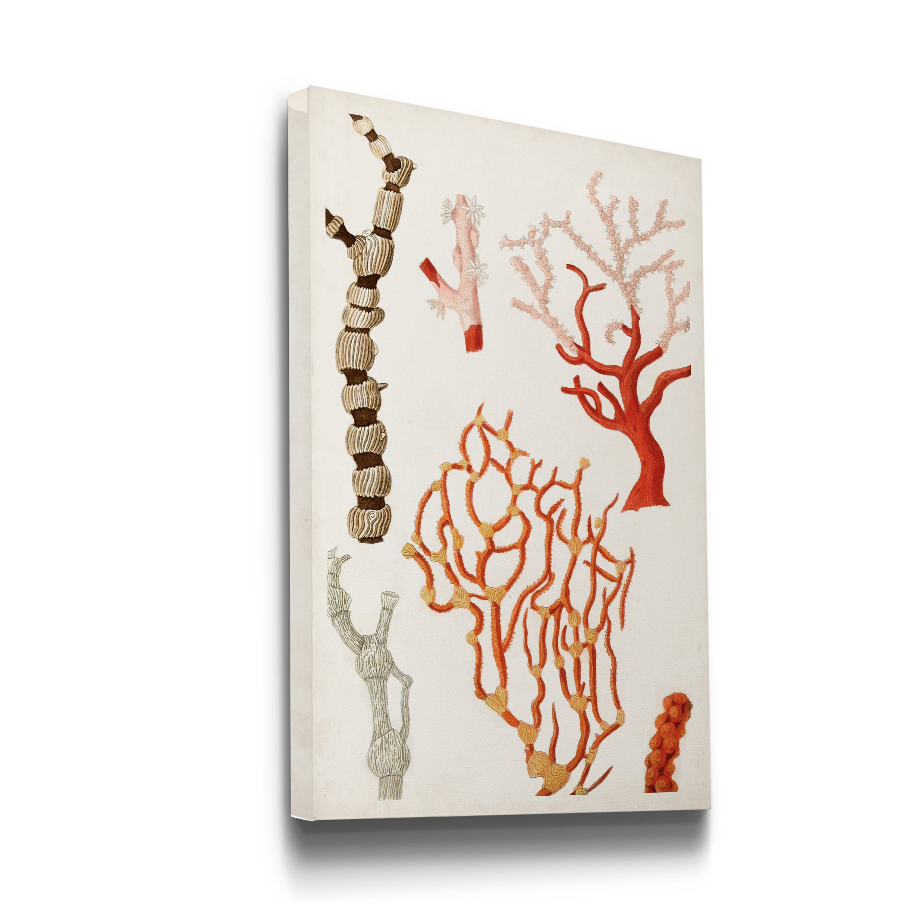 Highland Dunes Coastal Curiosity VII - reproduction sur toile - Wayfair ...