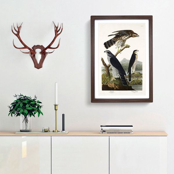 East Urban Home Goshawks & Stanley Hawk by John James Audubon - Picture ...