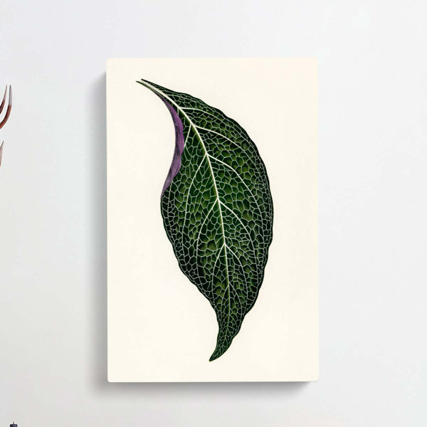 East Urban Home Adelaster Albivenis Plant Leaf by Benjamin Fawcett ...