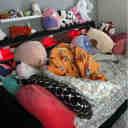 Wade Logan® Amylah Upholstered Twin Daybed & Reviews | Wayfair