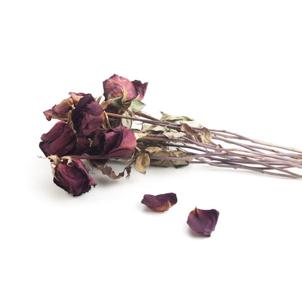 Ebern Designs Withered Roses - Wayfair Canada