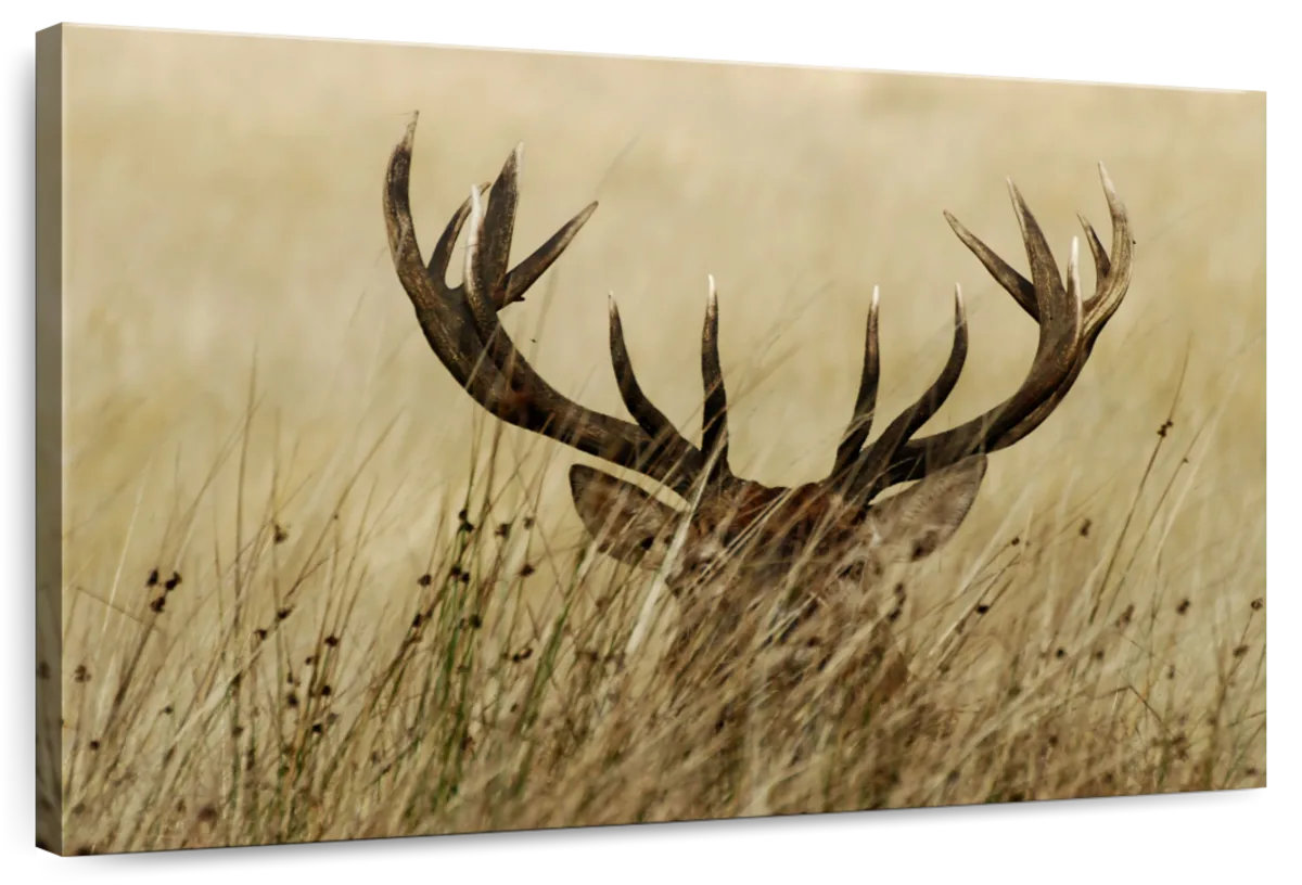 Elephant Stock Hiding Stag | Wayfair