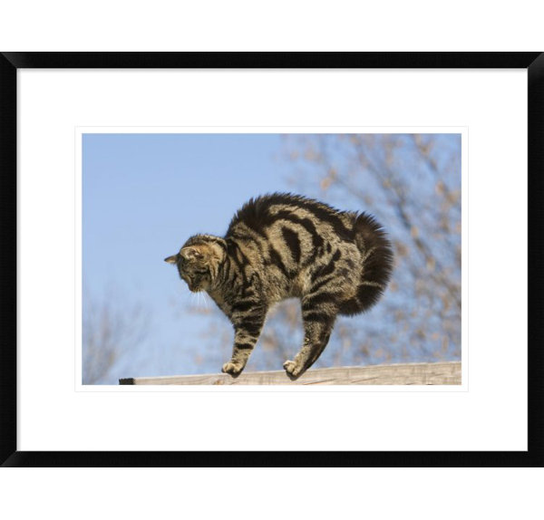 Global Gallery 'House Cat With Raised Hackles' Framed Photographic ...