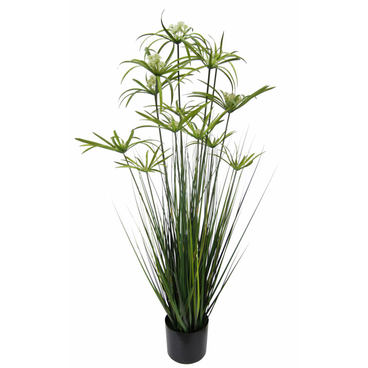 The Seasonal Aisle Cyprus grass in a pot cat grass grass bush grass ...