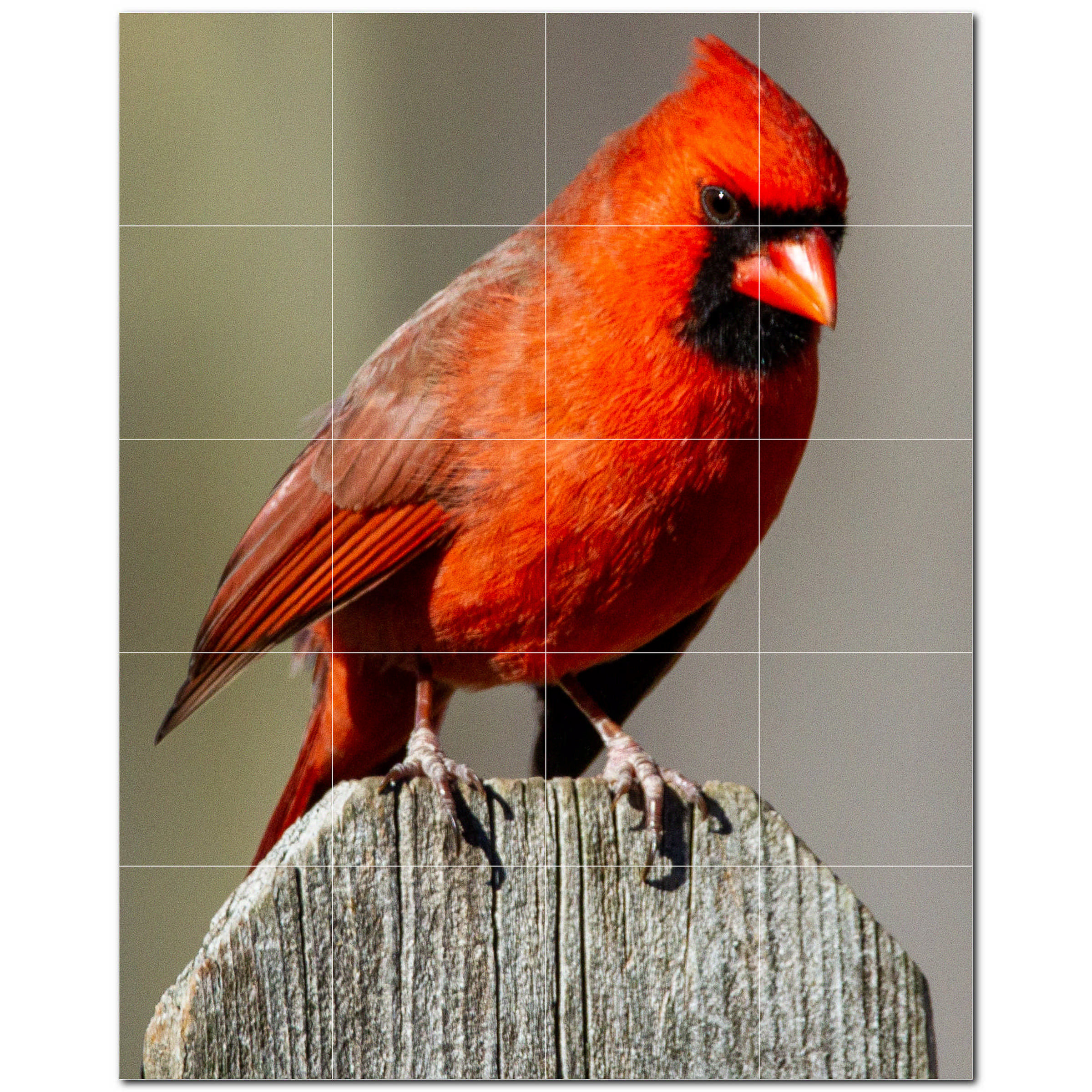Picture-Tiles.com Bird Photo 6'' x 6'' Satin Ceramic Decorative Mural ...
