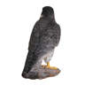 Hi-Line Gift Ltd. Peregrine Falcon Statue & Reviews | Wayfair