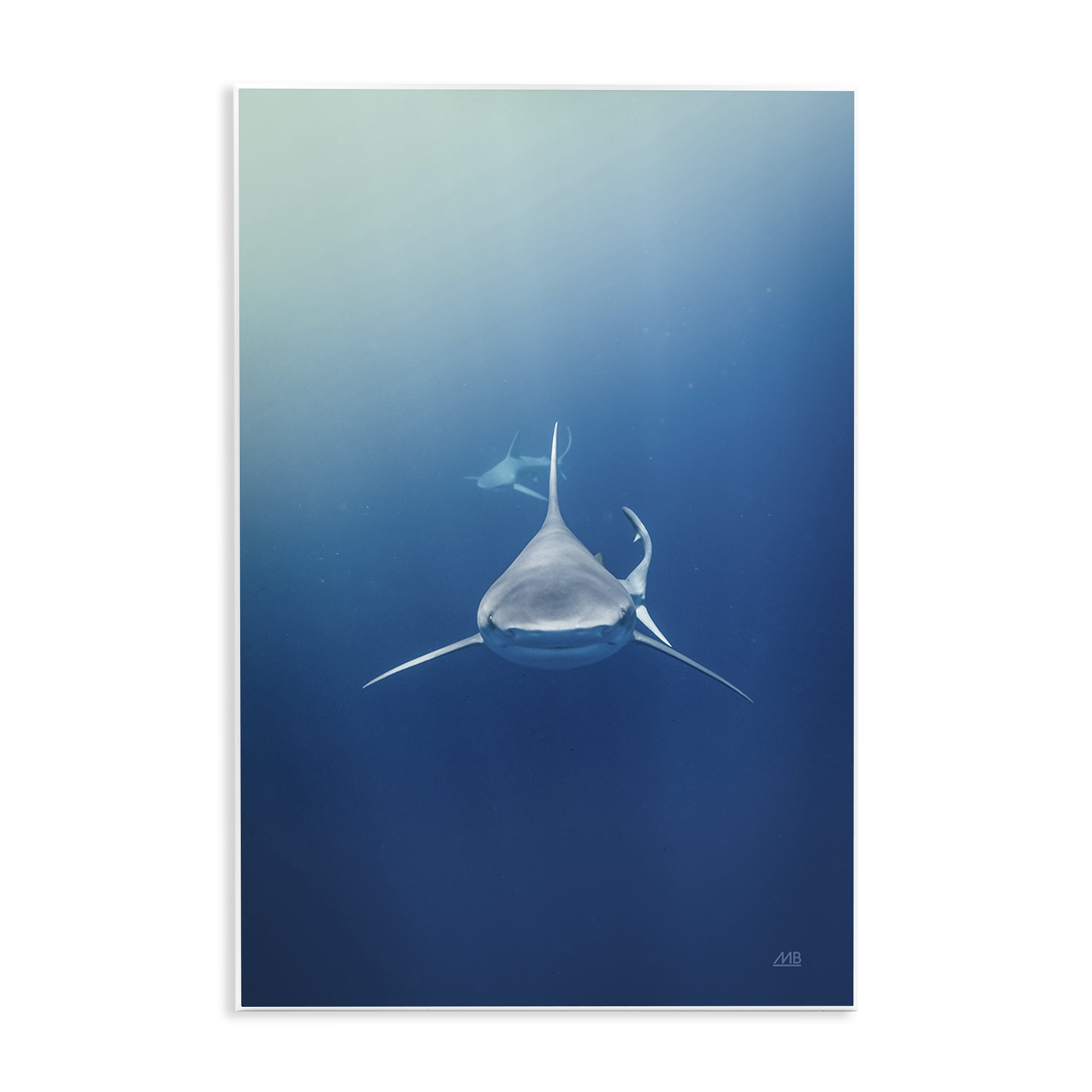 Ebern Designs Heads Up Shark Wall Plaque Art by Max Blakesberg Studios ...