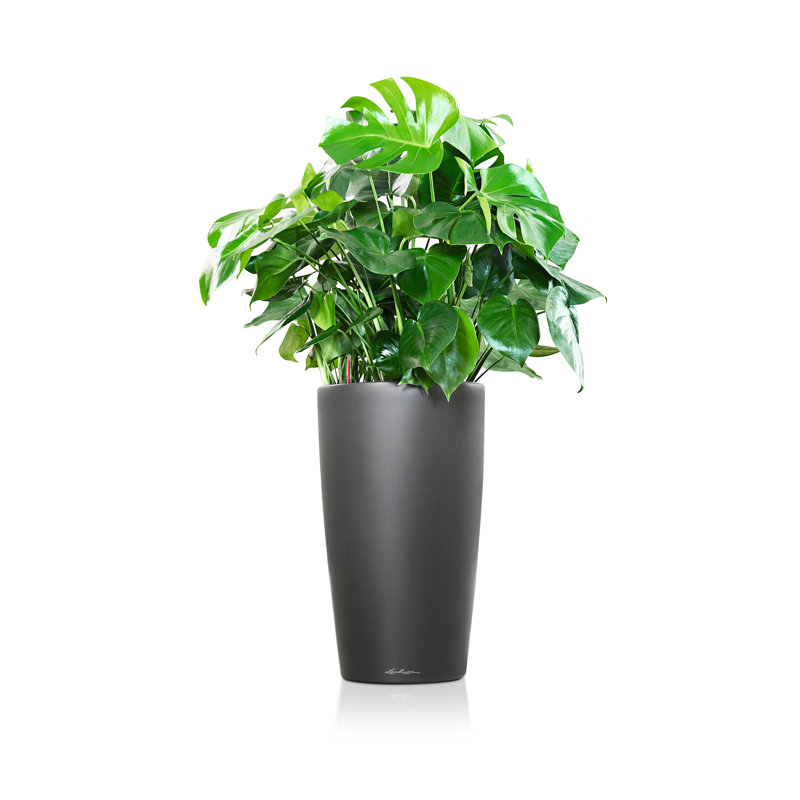 Lechuza Rondo Self-Watering Plastic Pot Planter & Reviews | Wayfair