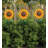 August Grove® Metal Textured Flower Wind Spinner Garden Stake with ...