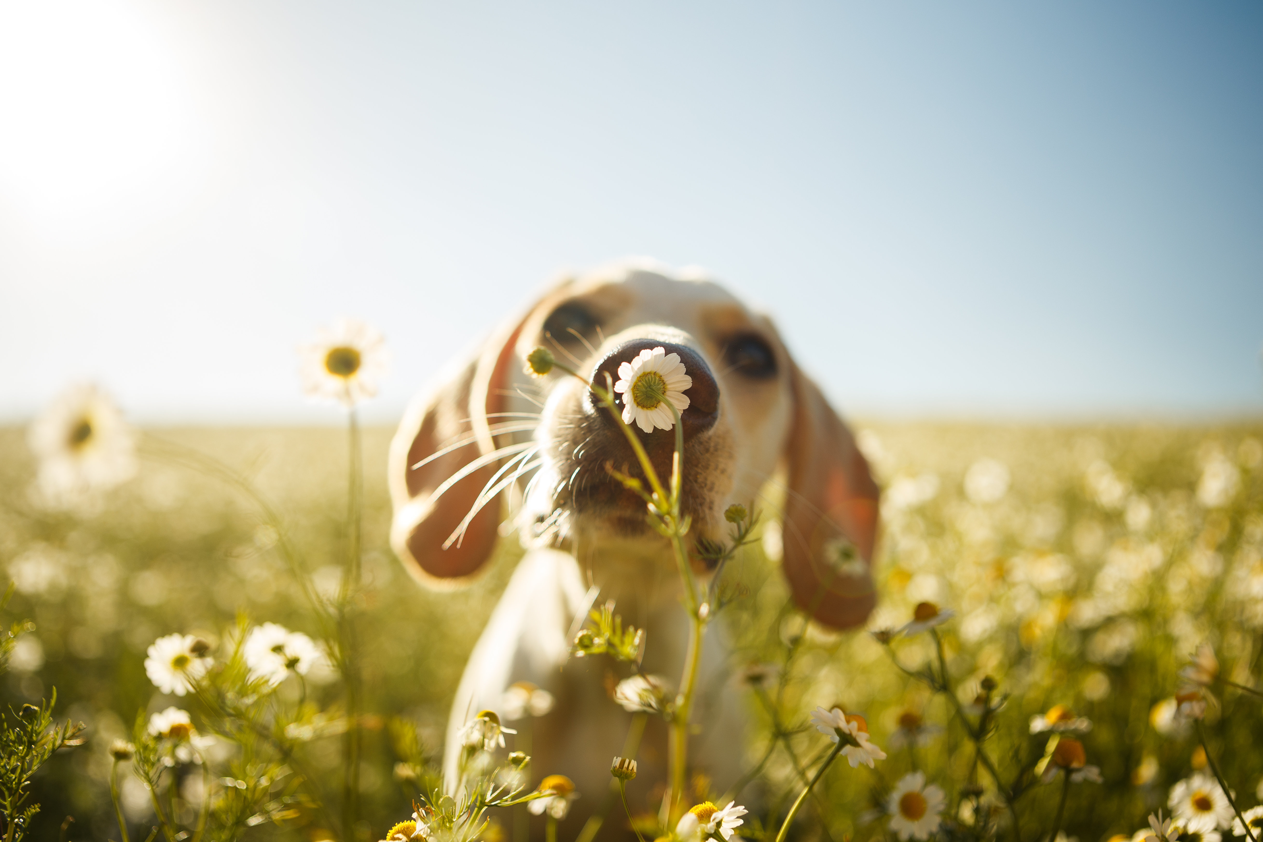 ClassicLiving Dog Smelling by Capuski - Wrapped Canvas Photograph ...