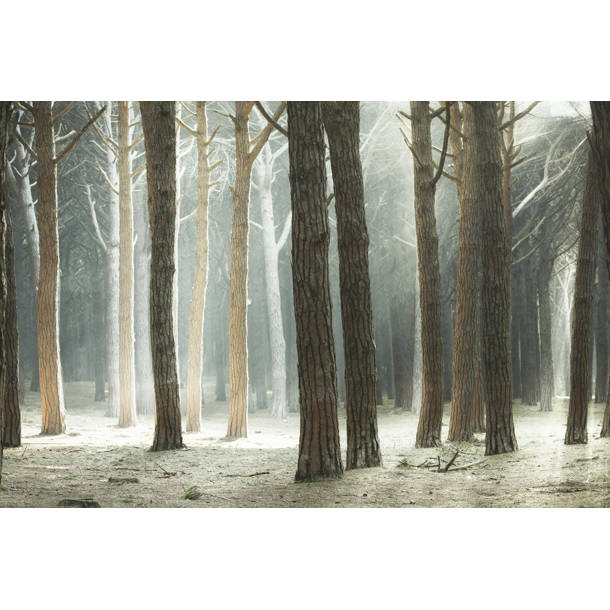 Millwood Pines Annabell Pine Tree Forest by Stevanzz - Wrapped Canvas ...