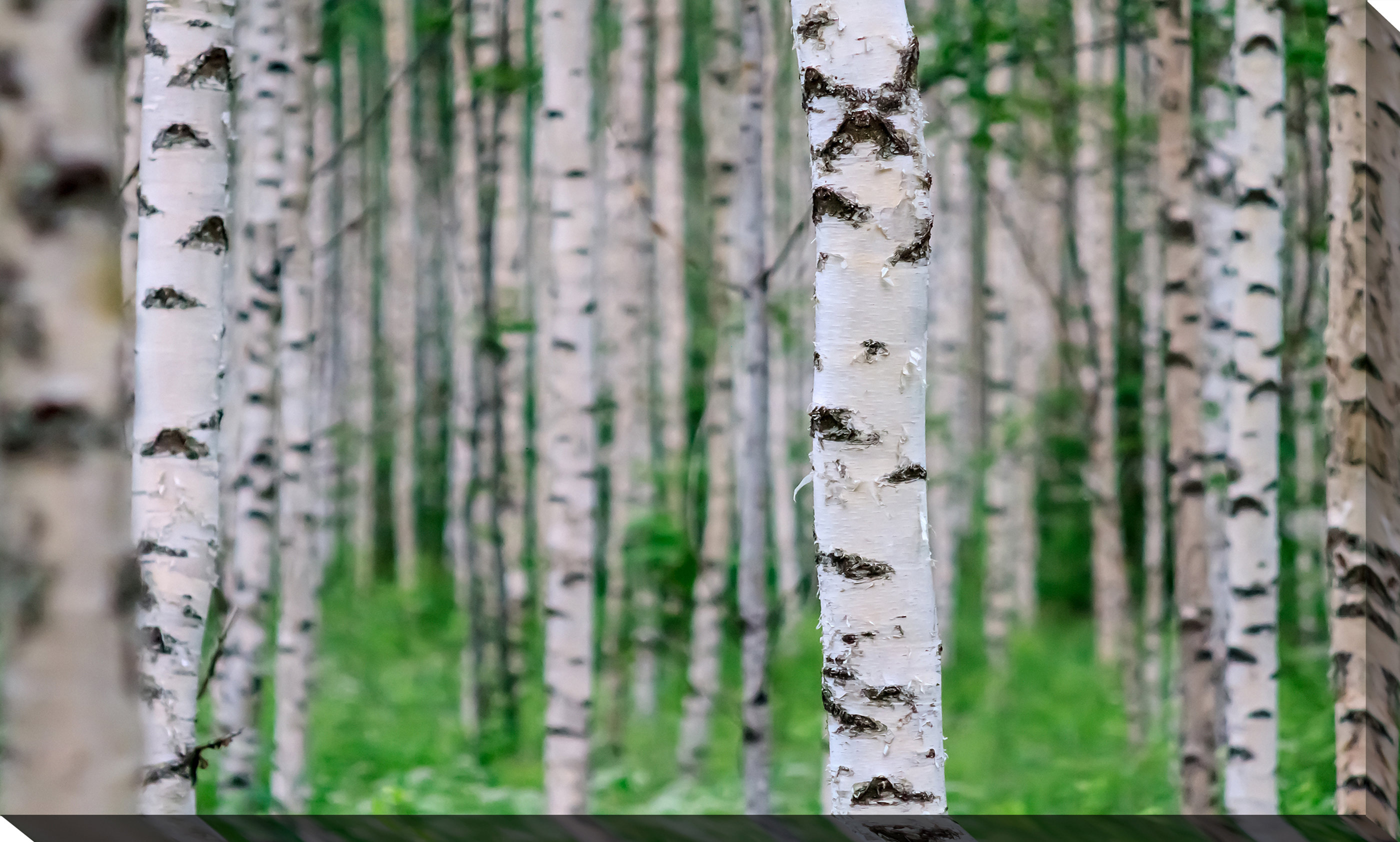 Picture Perfect International 'Birch Wood, Finland' Photographic Print ...