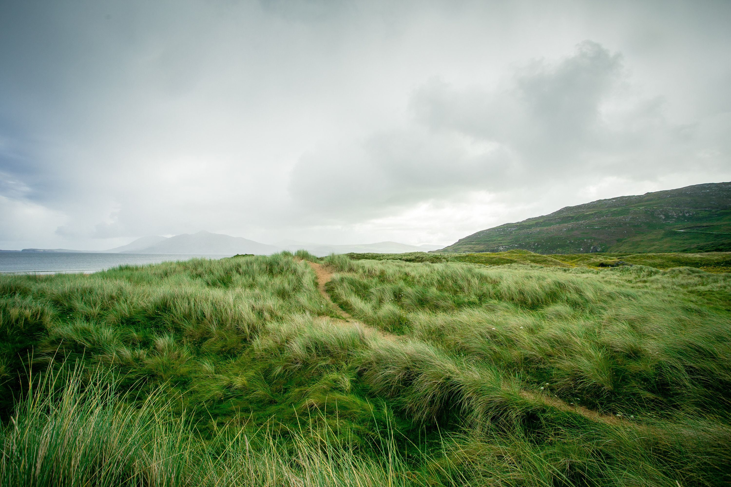 Millwood Pines Wild Grasses Along the Coast by Laura Noll - Wrapped ...