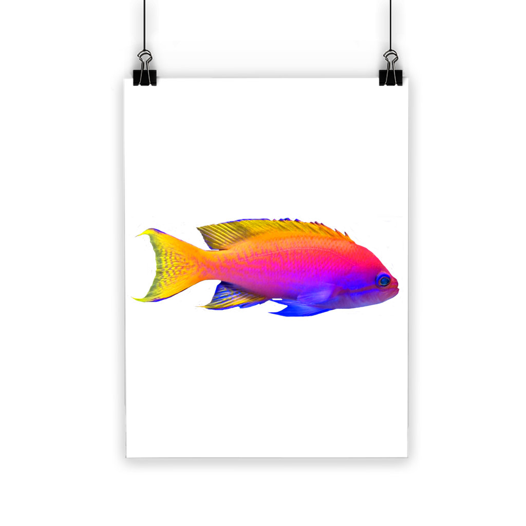Marick Booster Colorful Fish Classic Poster | Wayfair
