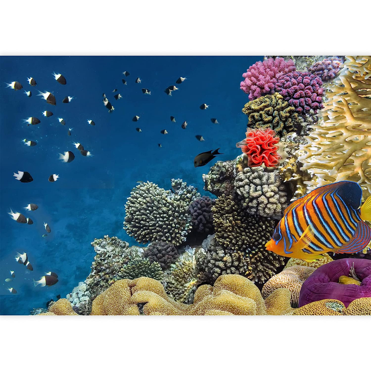 IDEA4WALL Vibrant Coral Ocean Sea Fish Seascape Paintable Wall Mural ...