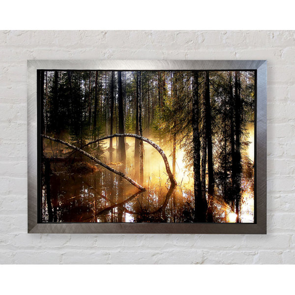 Bright Star Swamp Forest Morning Mist - Single Picture Frame Print ...
