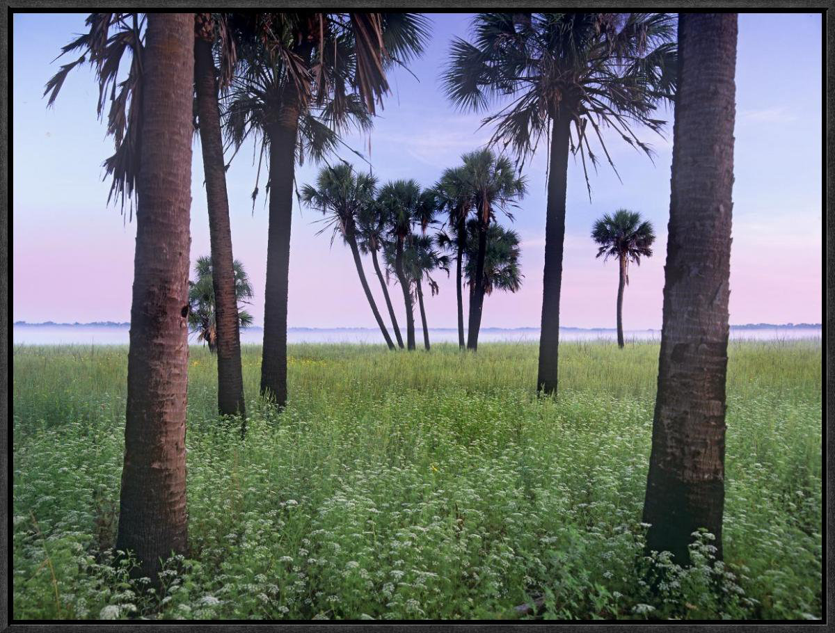 Global Gallery Cabbage Palm Meadow, Myakka River State Park, Florida by ...