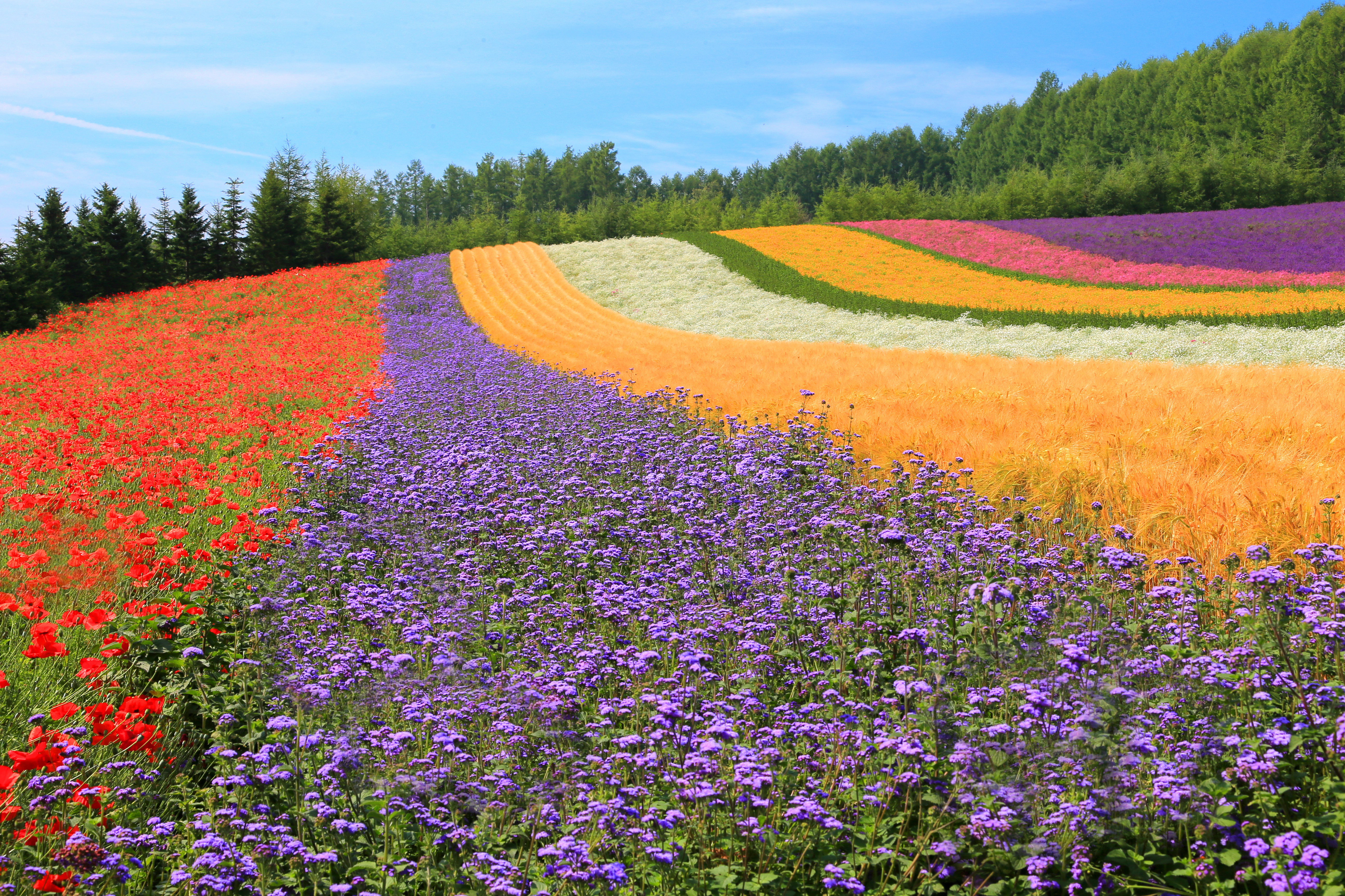 Ebern Designs Hokkaido Summer Flower Fields by Mantaphoto | Wayfair