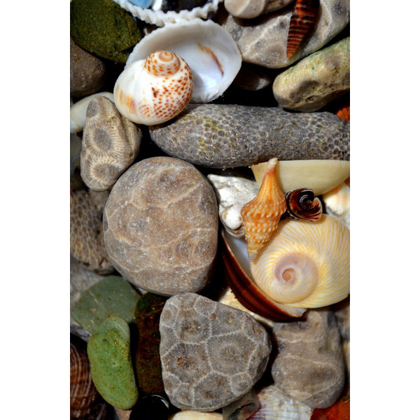 House of Hampton Stones And Rocks And Shells II | Wayfair.co.uk