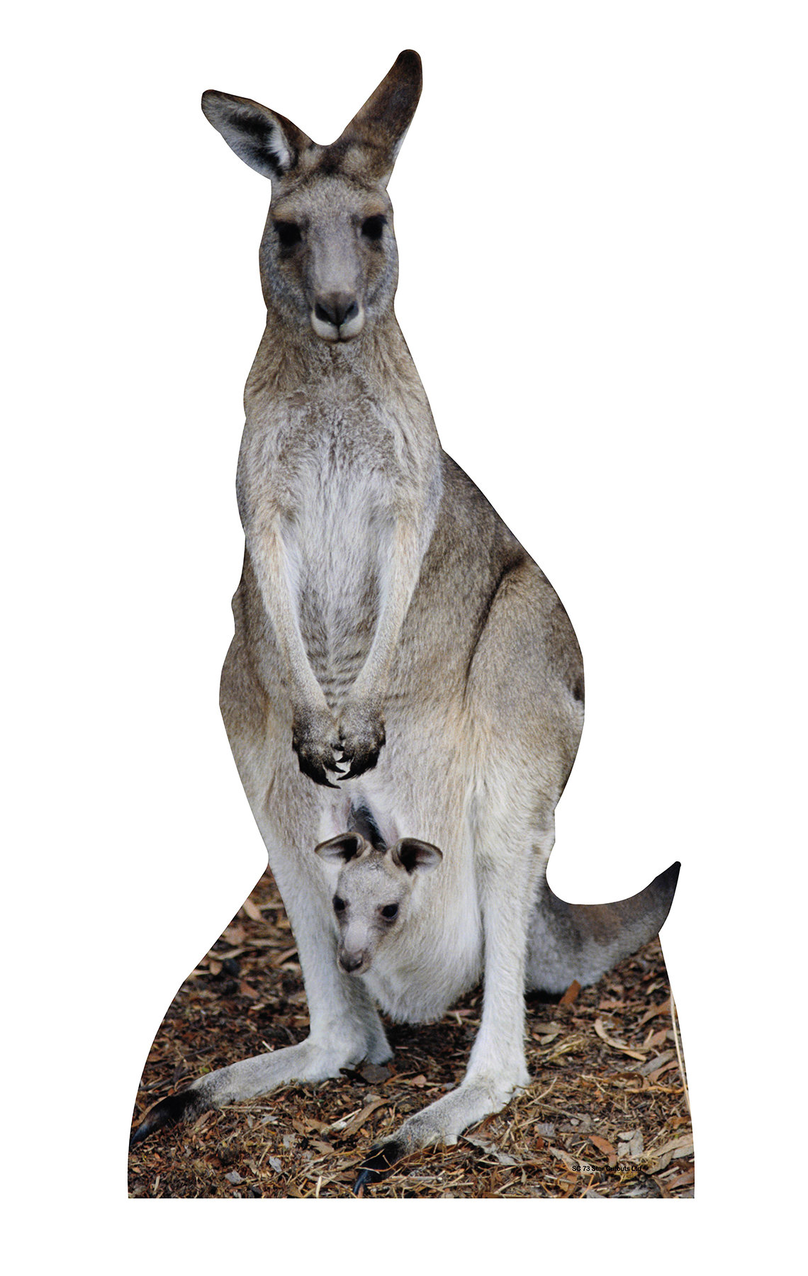 Star Cutouts Kangaroo Cardboard Standup - Wayfair Canada