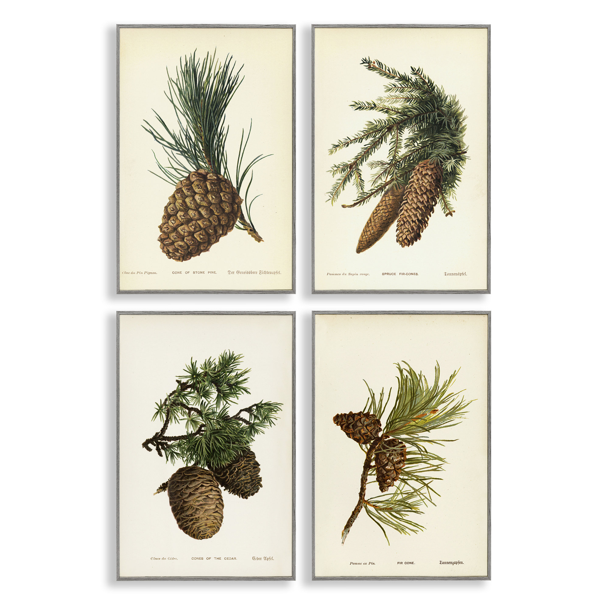 Winston Porter Pinecone Latin Studies 4 PC Giclee Art Set by Tina ...