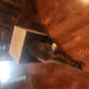 Archie & Oscar™ Stoffel Cube Scratching Post & Reviews - Wayfair Canada