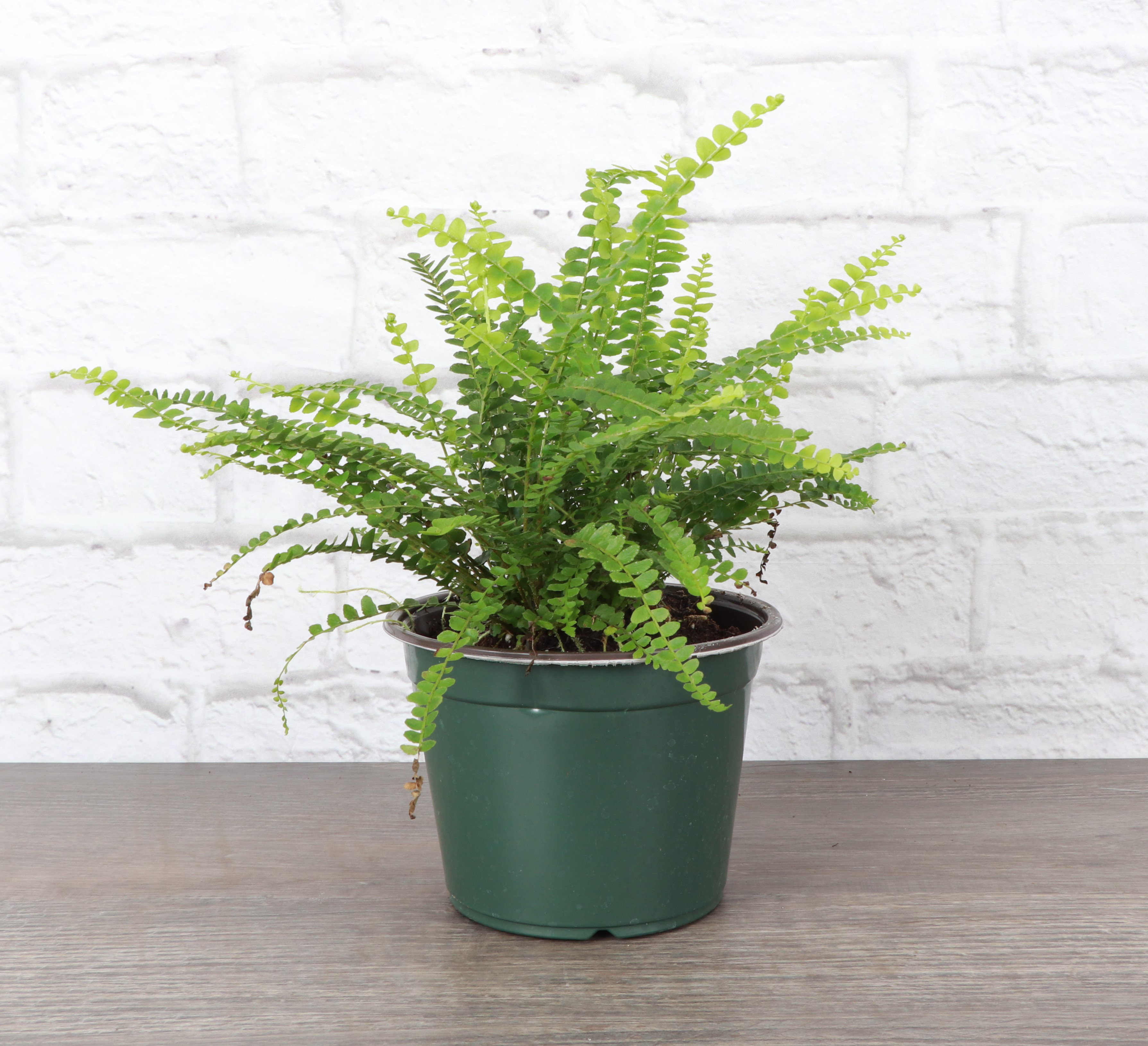 Thorsen's Greenhouse Live Lemon Button Fern Plant, 6" Diameter | Wayfair