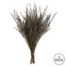 Primrue All Natural Stoebe Bundle, Preserved 14"-18" Stoebe Bundle ...