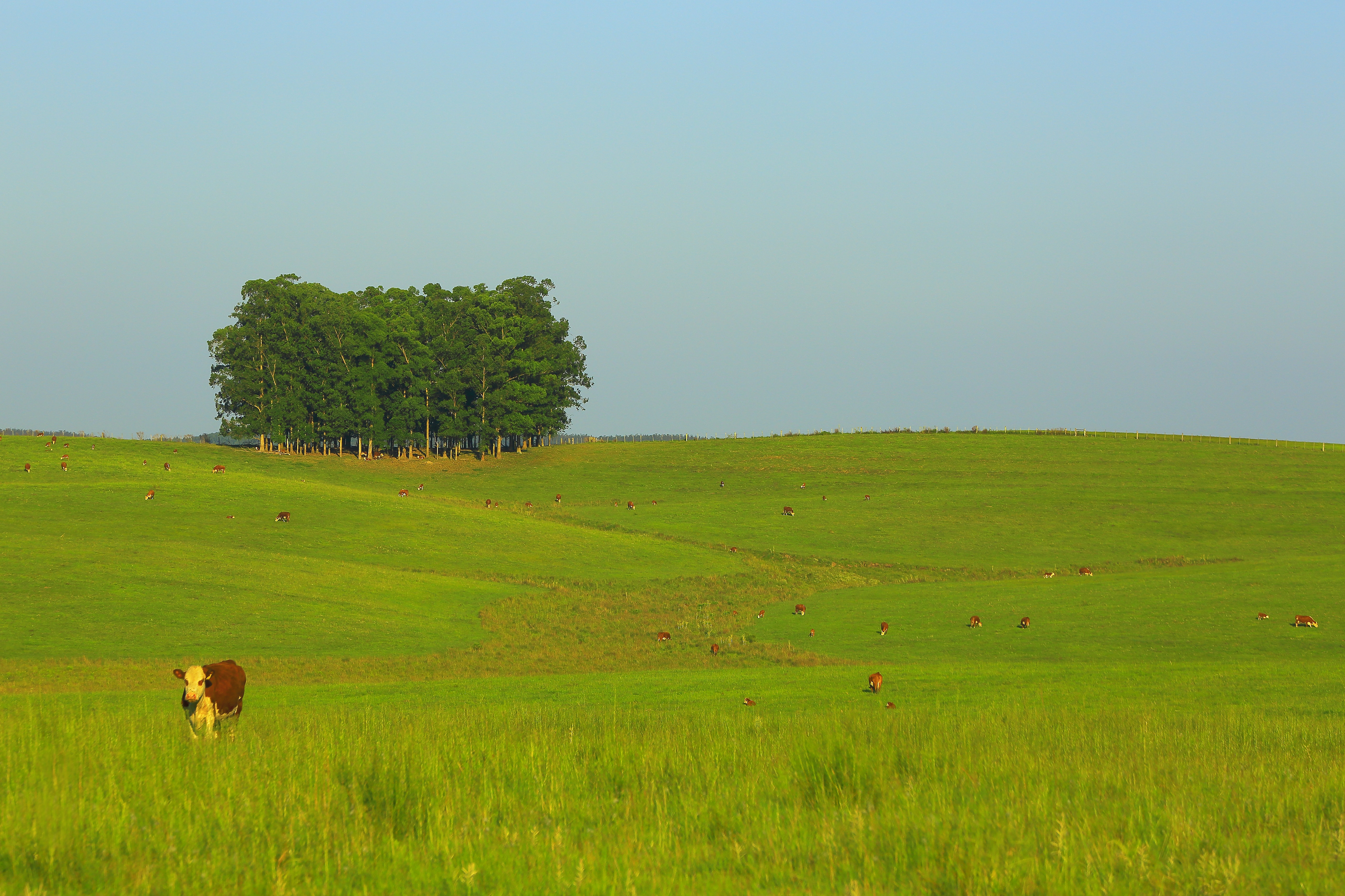 Ebern Designs Cow and Trees by Agustavop | Wayfair