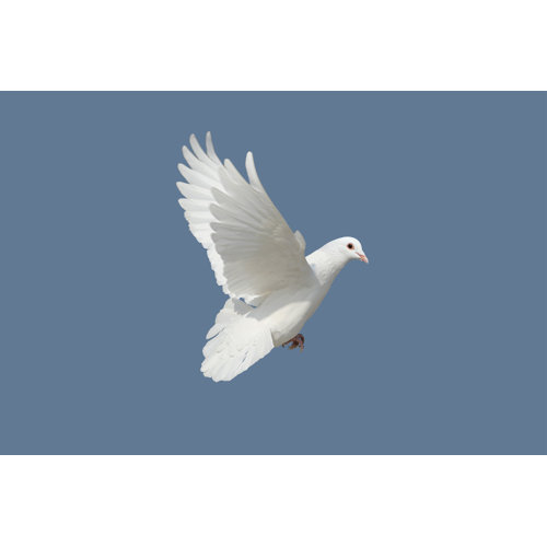 Ebern Designs Dove Bird On Canvas by Cyoginan Print | Wayfair