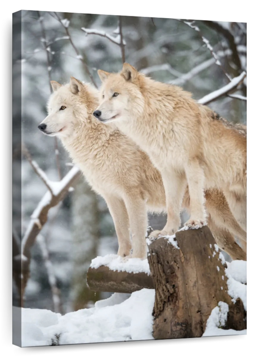 Ebern Designs Brampt Two Wolves | Wayfair