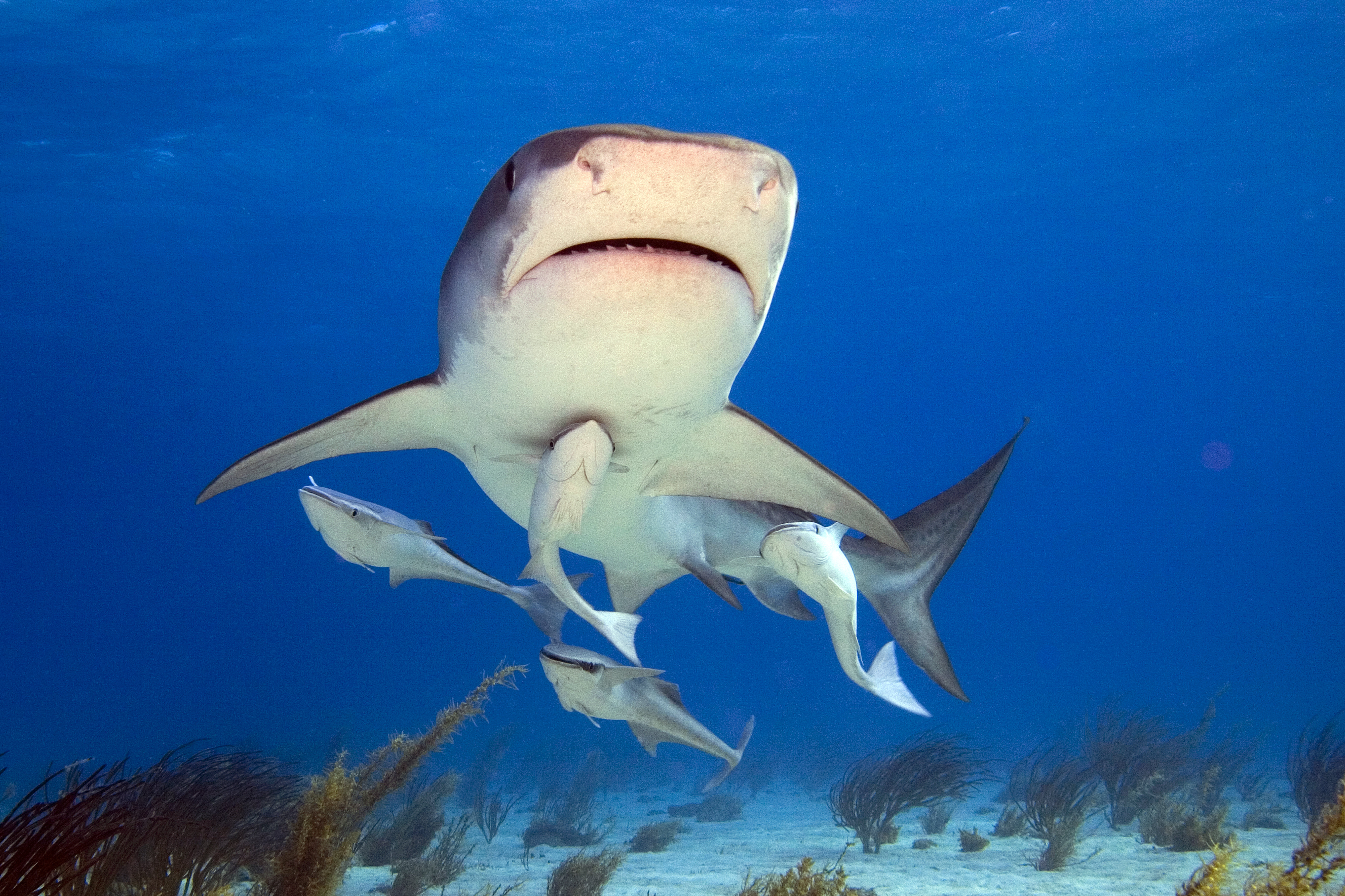 Highland Dunes Tiger Shark - Wrapped Canvas Photograph | Wayfair