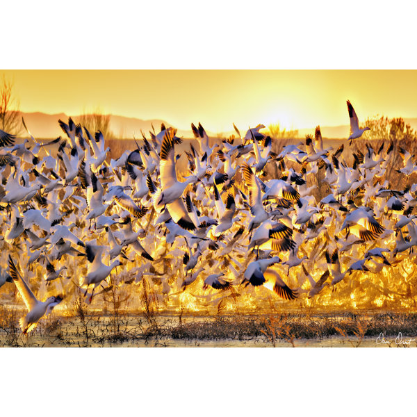 Ebern Designs Birds Of Bosque Del Apache by David Drost - Wrapped ...