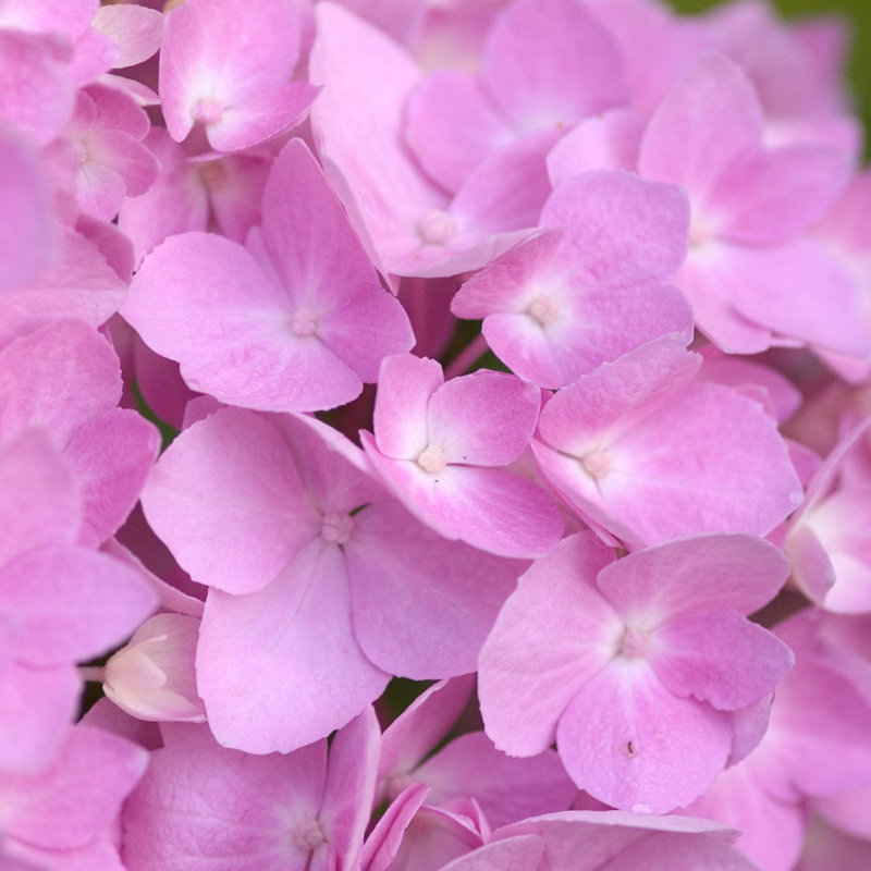 Endless Summer Hydrangeas 1 Gallon The Original Endless Summer ...